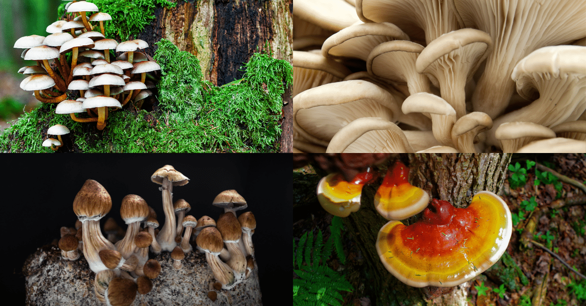 Unlocking Nature’s Recycling Heroes: Fungi That Break Down Plastic ...